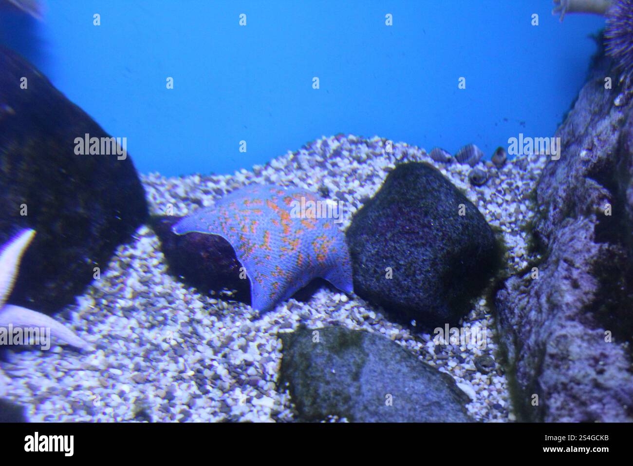 Patiria pectinifera Valvatida blue on the background of stones in the ...