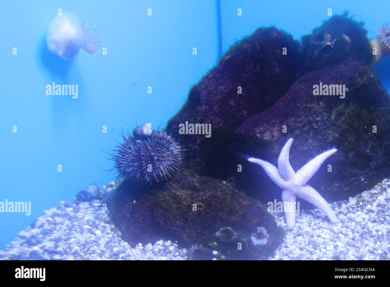 Pisaster brevispinus Sphaerechinus Tripneustes ventricosus get along in ...