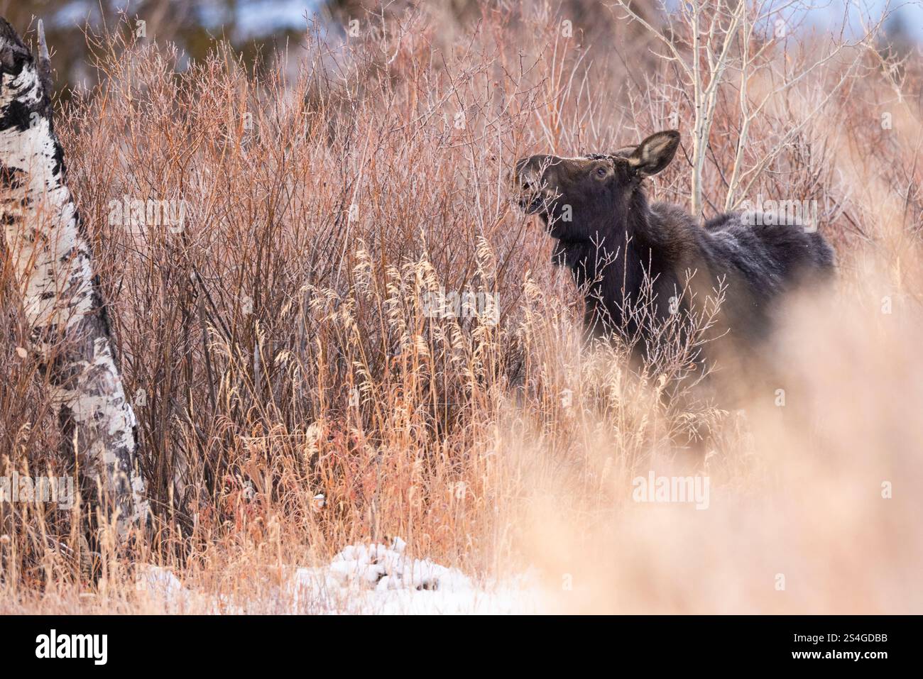Cow Moose in the undergrowth Stock Photo - Alamy