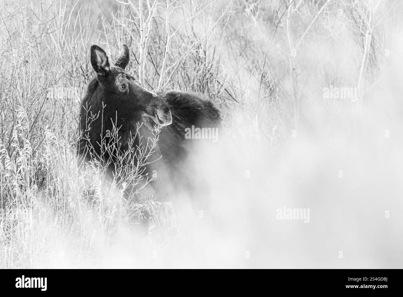 Wild elk grazing in Black and White Stock Photos & Images - Alamy
