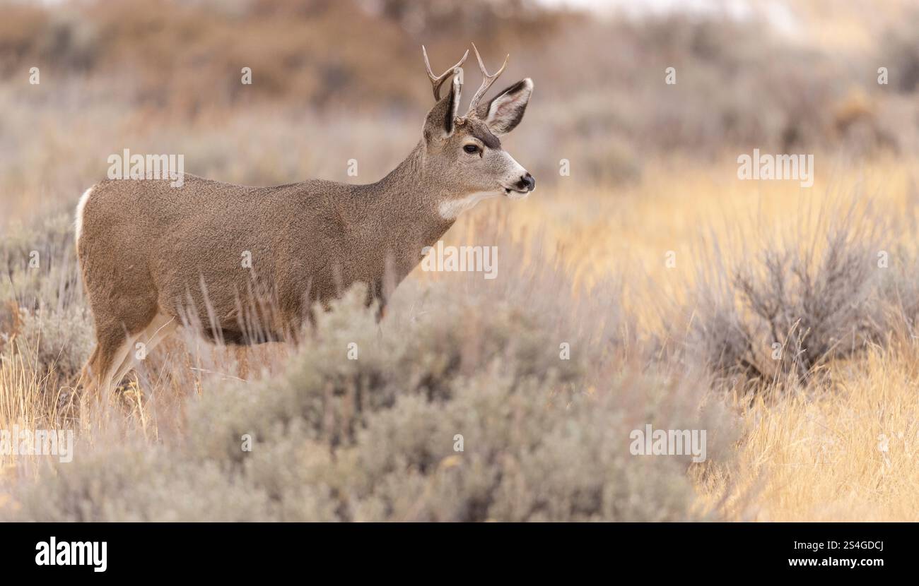 Beautiful Mule deer buck in Grand Teton National Park Stock Photo - Alamy