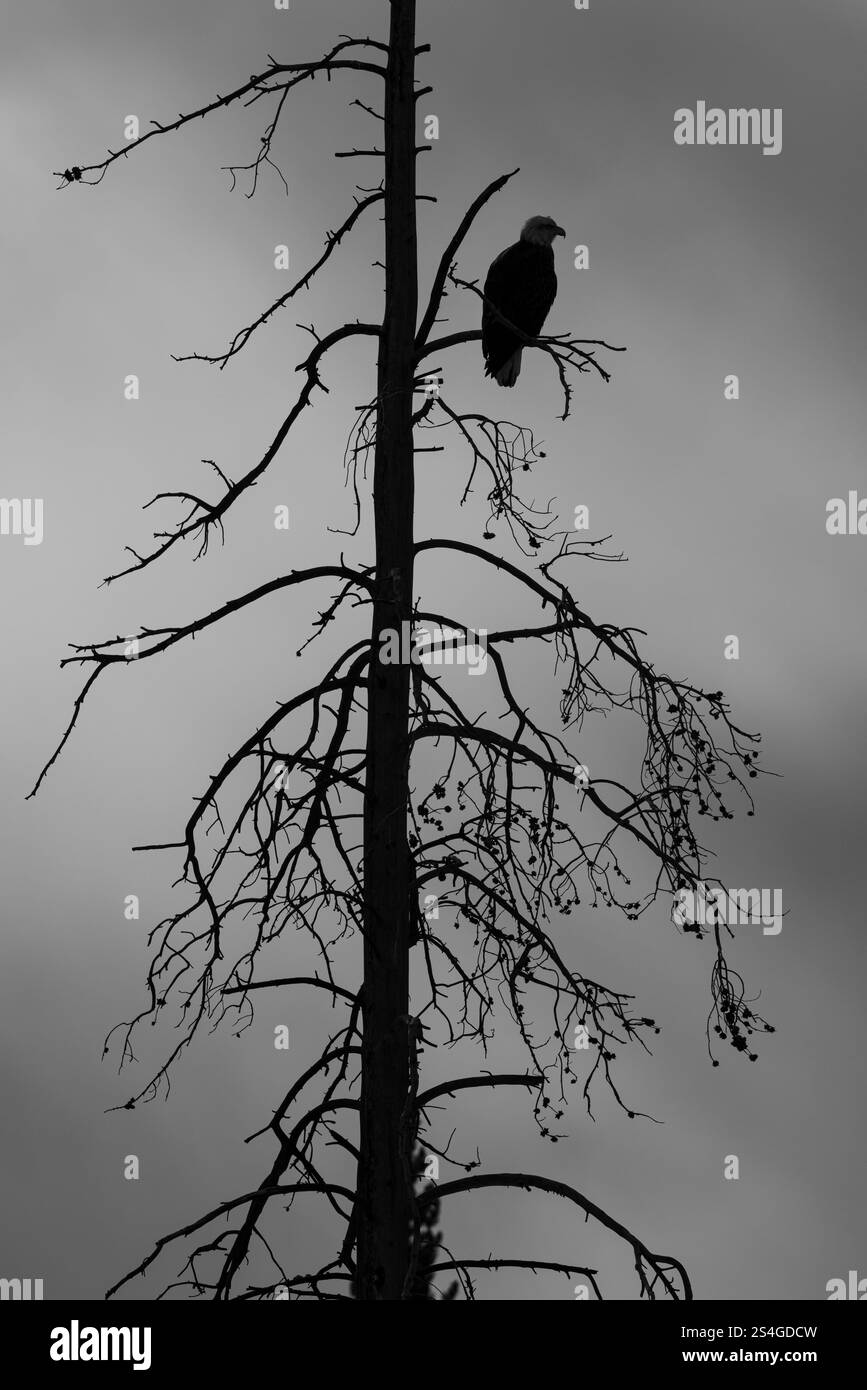 Tree hole animal Black and White Stock Photos & Images - Alamy