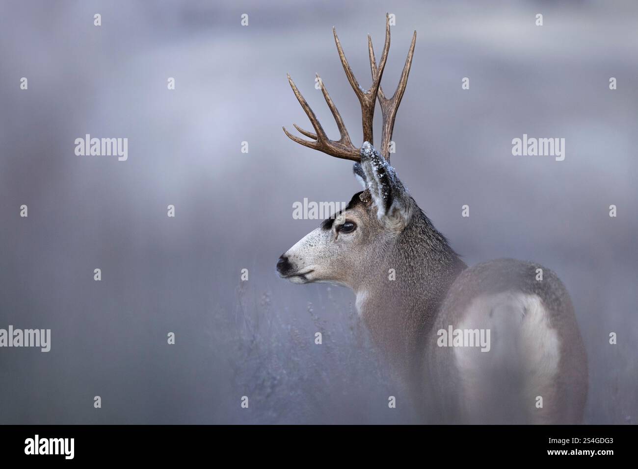 Beautiful Mule deer buck in Grand Teton National Park Stock Photo - Alamy