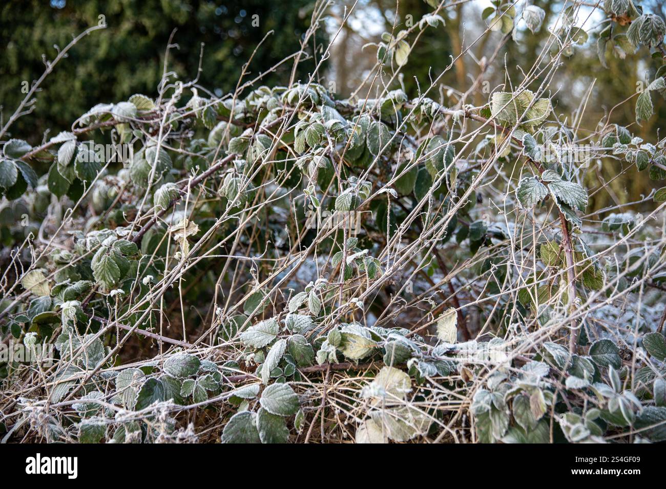 A frosted bush. As temperatures drop across the United Kingdom frost ...