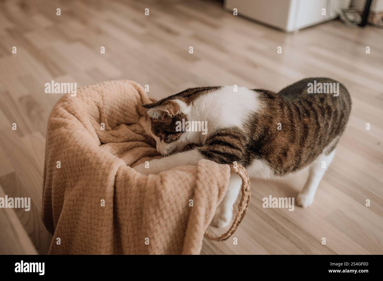 Cute cat at curiosity is piqued as it peers and paws at a rope basket ...