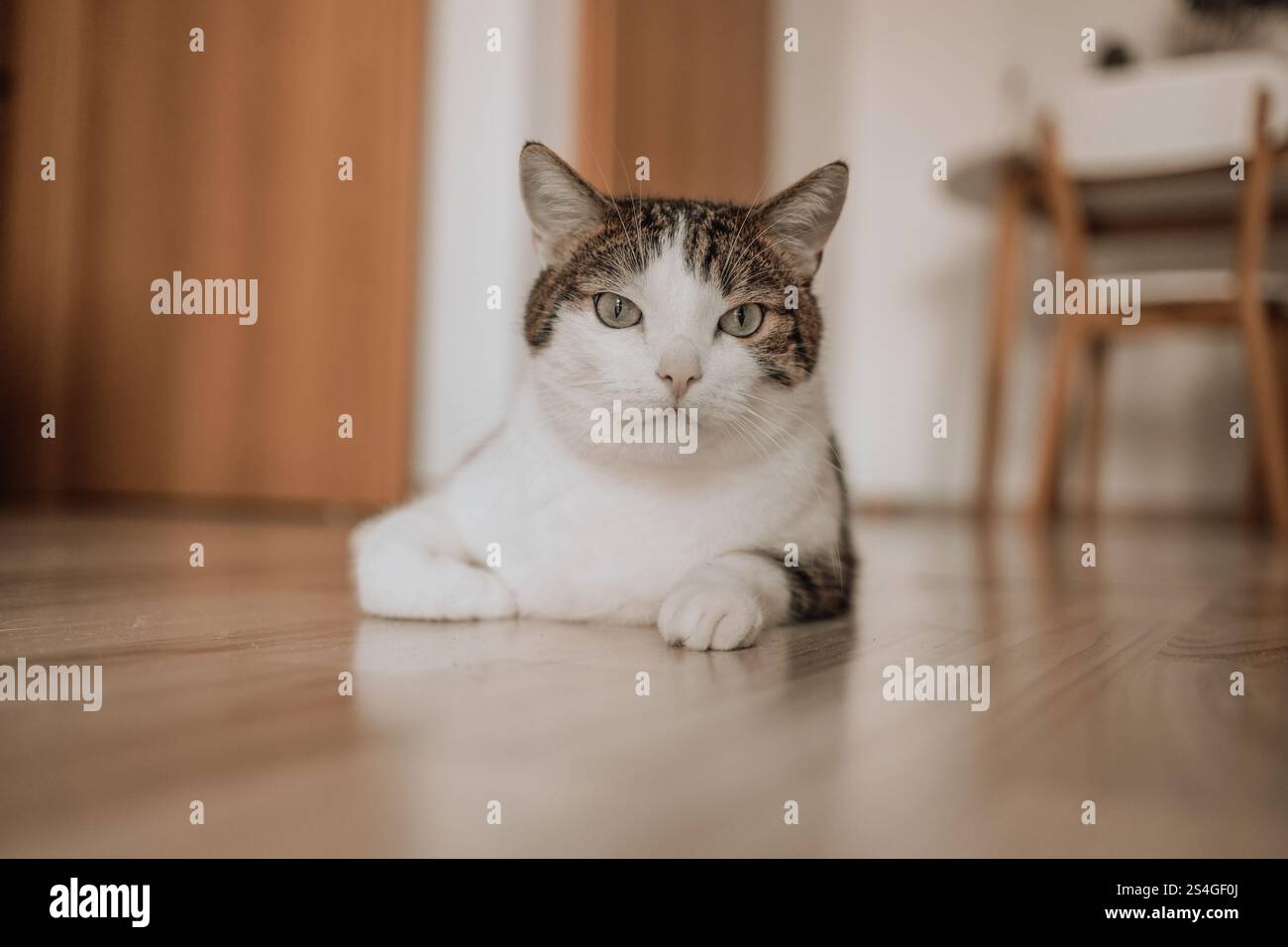 Portrait of a grey white kitten lying on the floor. Feline depression ...