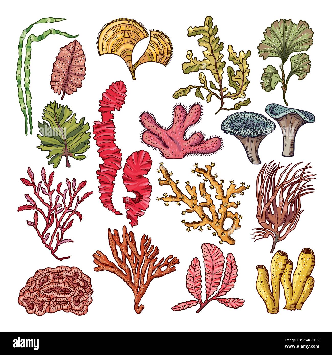 Seaweed and corals. Underwater natural plants isolated. Coral and ...