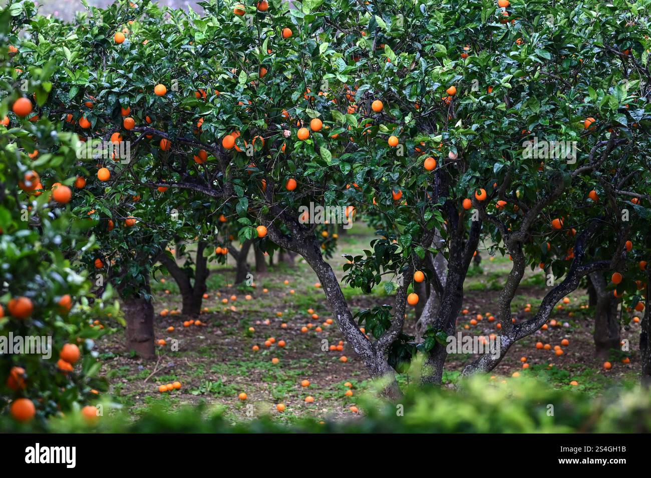 Attard, Malta. 12th Jan, 2025. This photo shows orange trees planted at ...