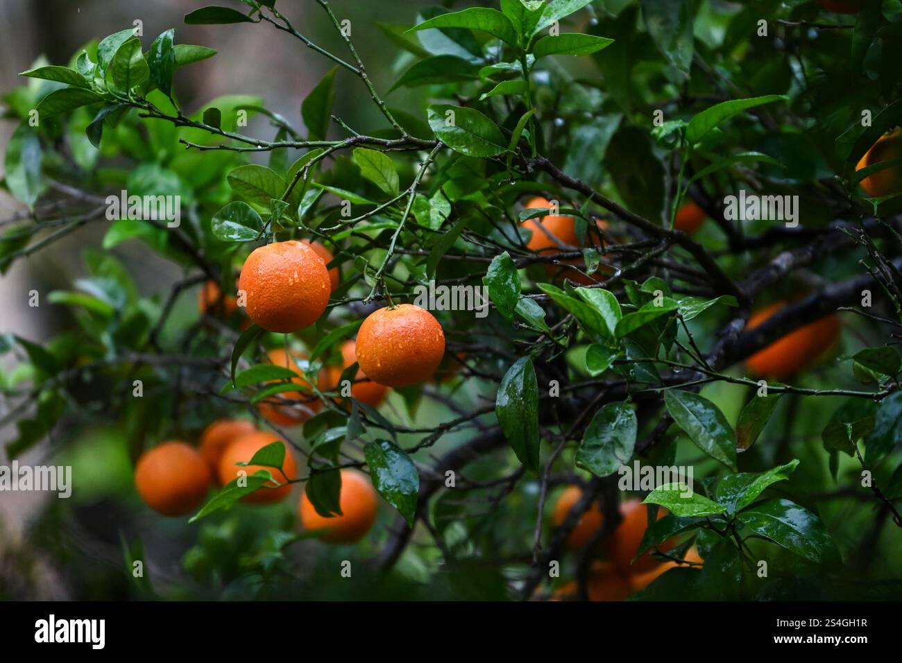 Attard, Malta. 12th Jan, 2025. This photo shows orange trees planted at ...