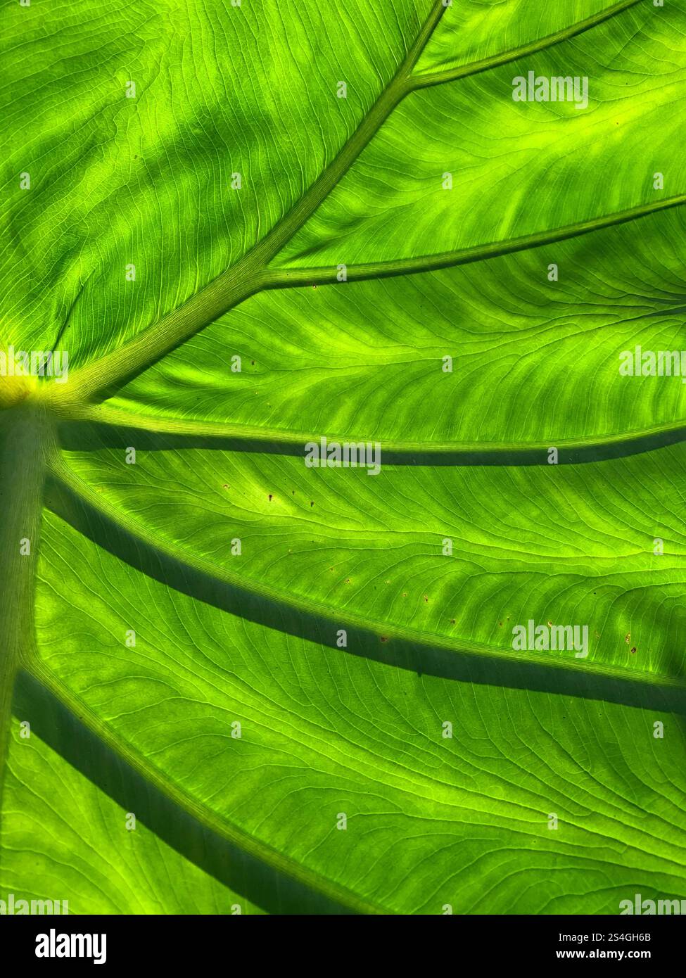 Striking vein patterns hi-res stock photography and images - Alamy