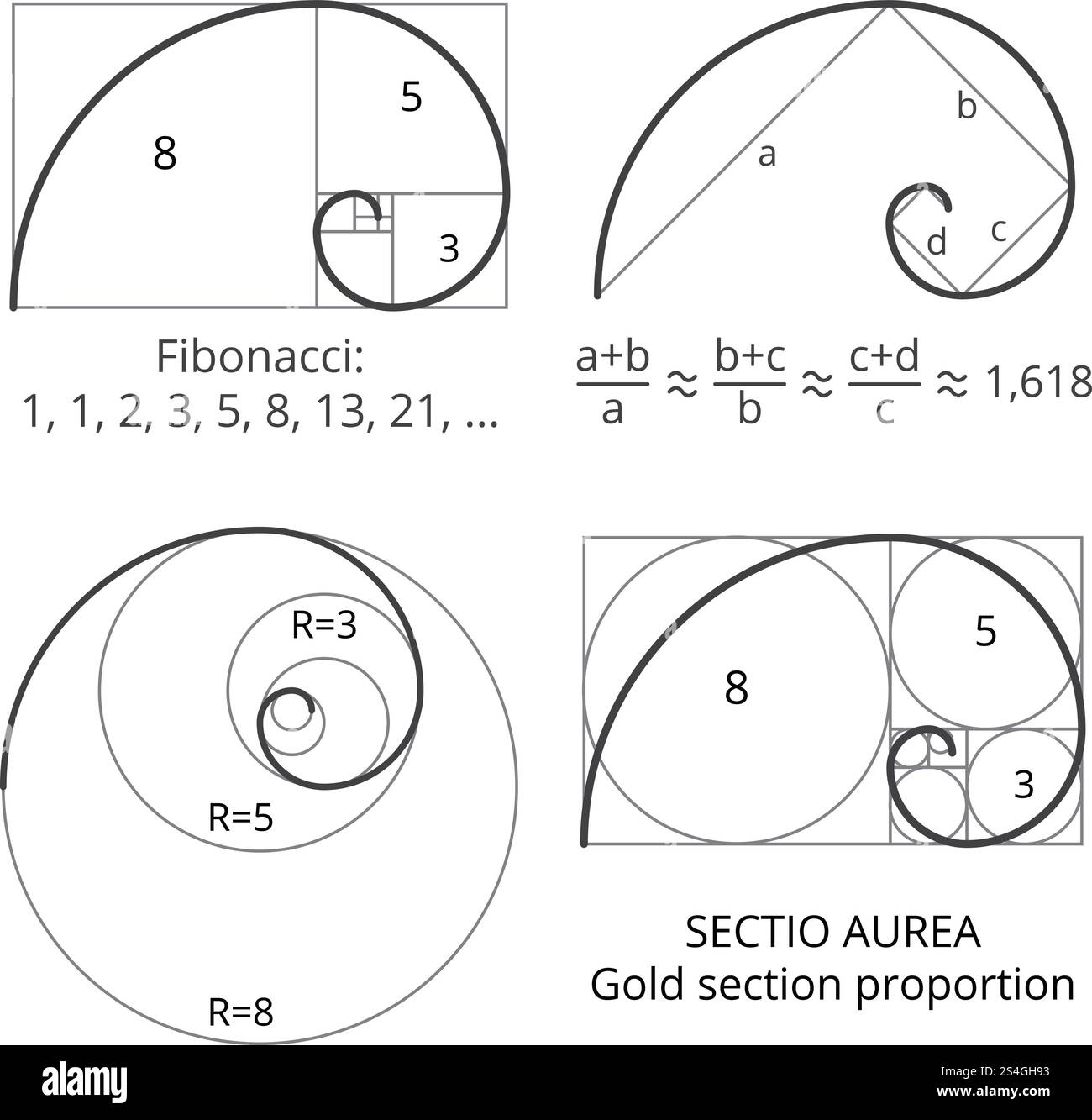Golden fibonacci ratio spirals. Gold section proportion vector visualization. Spiral proportion ...