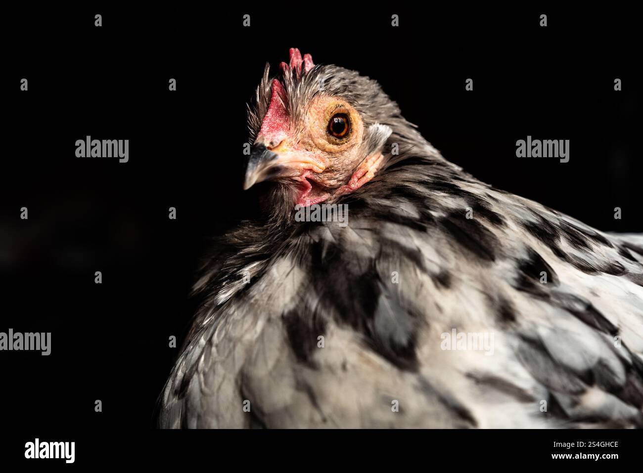 Chicken close ups hi-res stock photography and images - Alamy