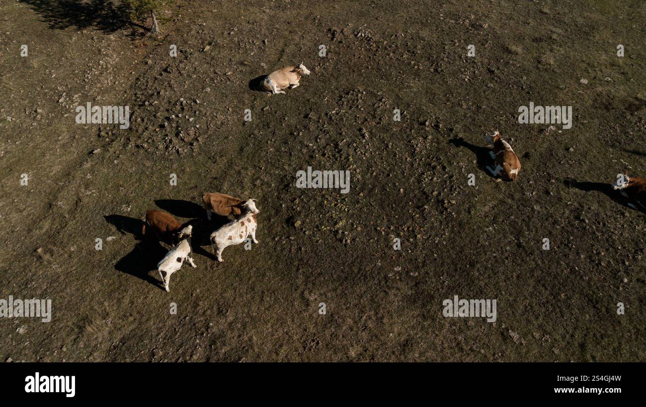 Aerial view cows stay together hi-res stock photography and images - Alamy