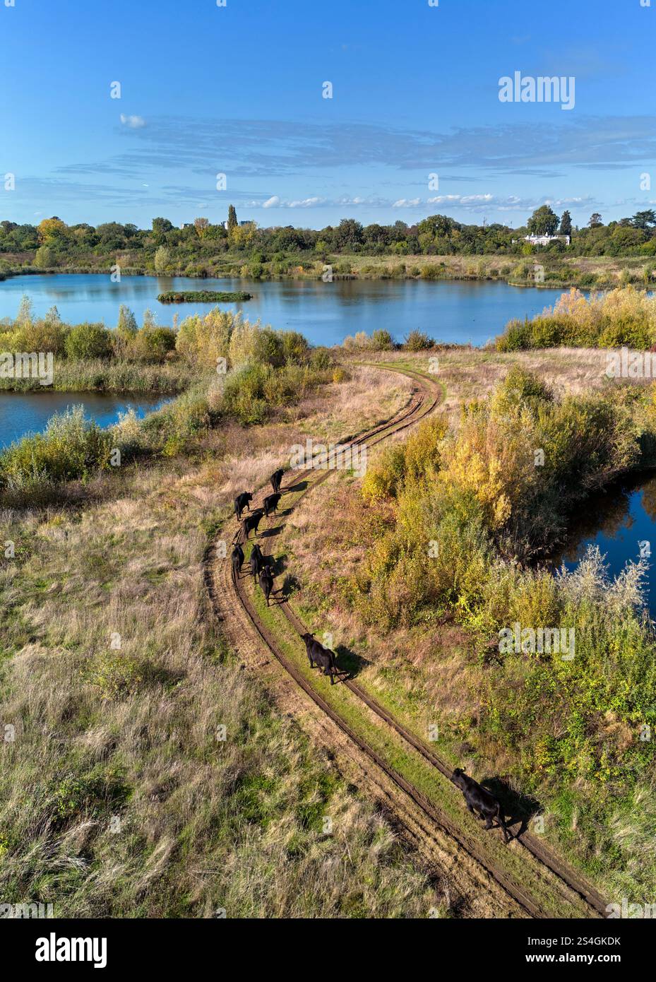 Cattle walking along track between lakes. Molesey Reservoirs Nature ...