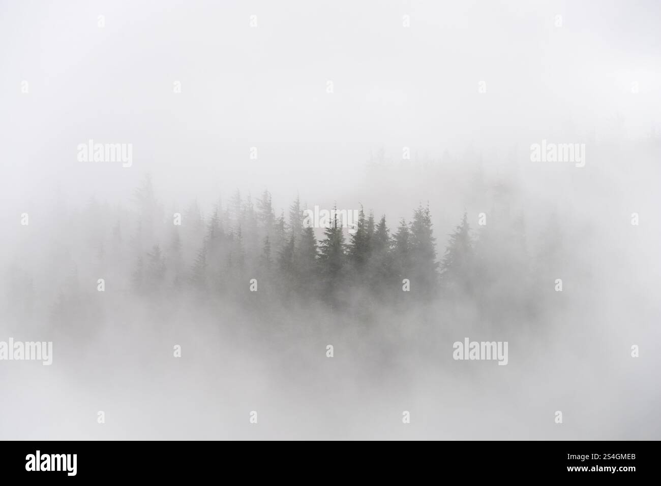 Stunning atmospheric landscape of pine trees in layers of mist in ...