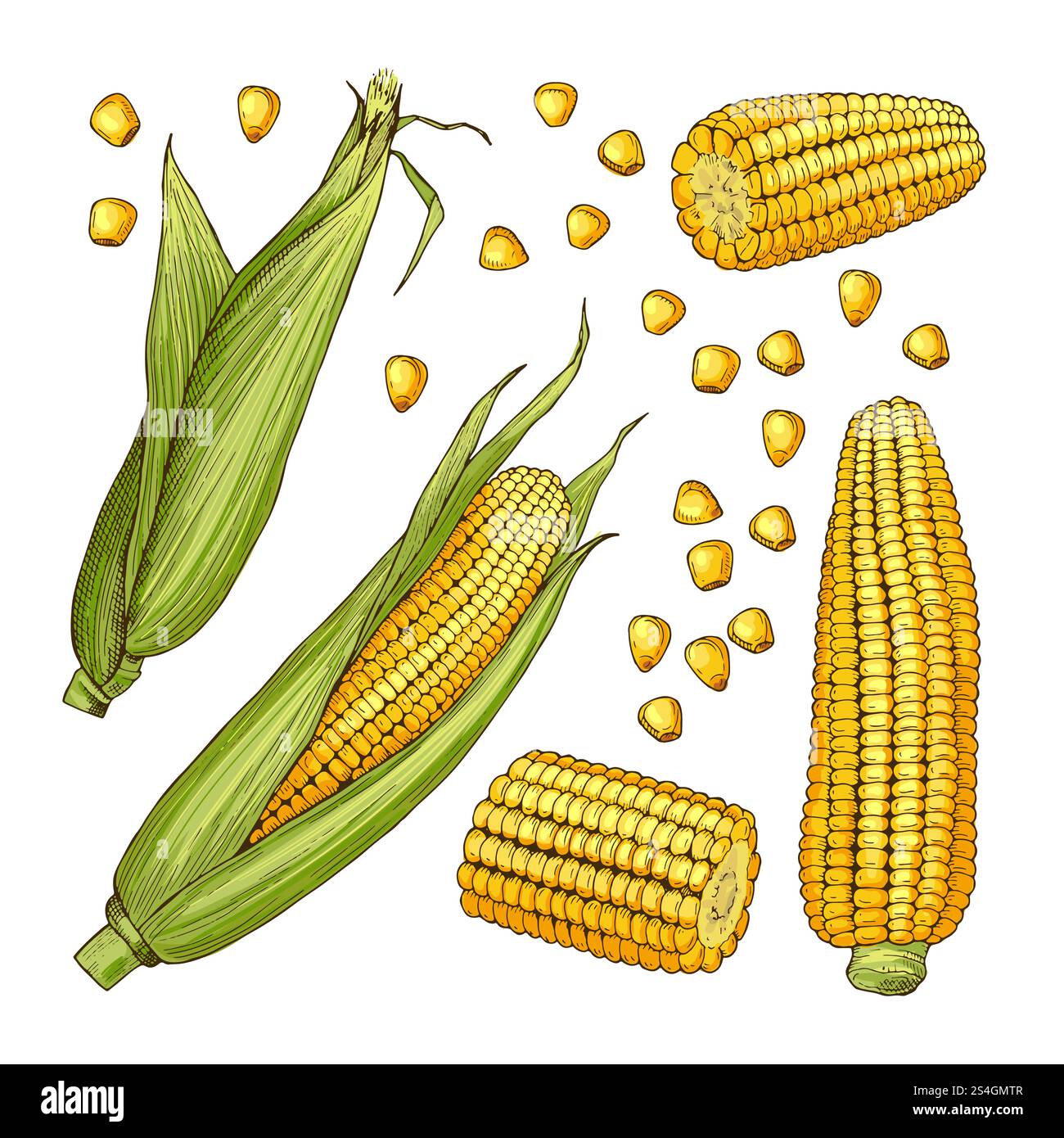 Vector farm illustrations. Different sides of corn cob and organic ...
