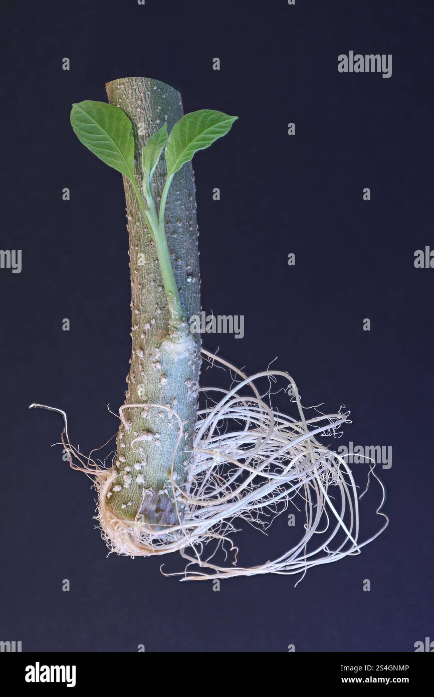 Close-up: Datura piece of stem with roots and leaves on dark background ...