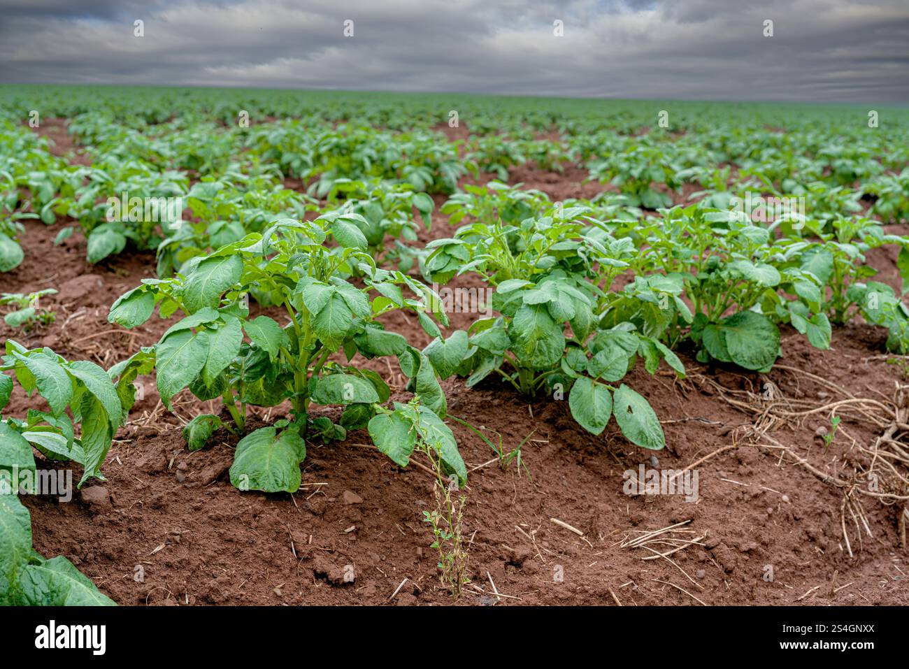 Potato plants growing in the fields of rural Prince Edward Island ...