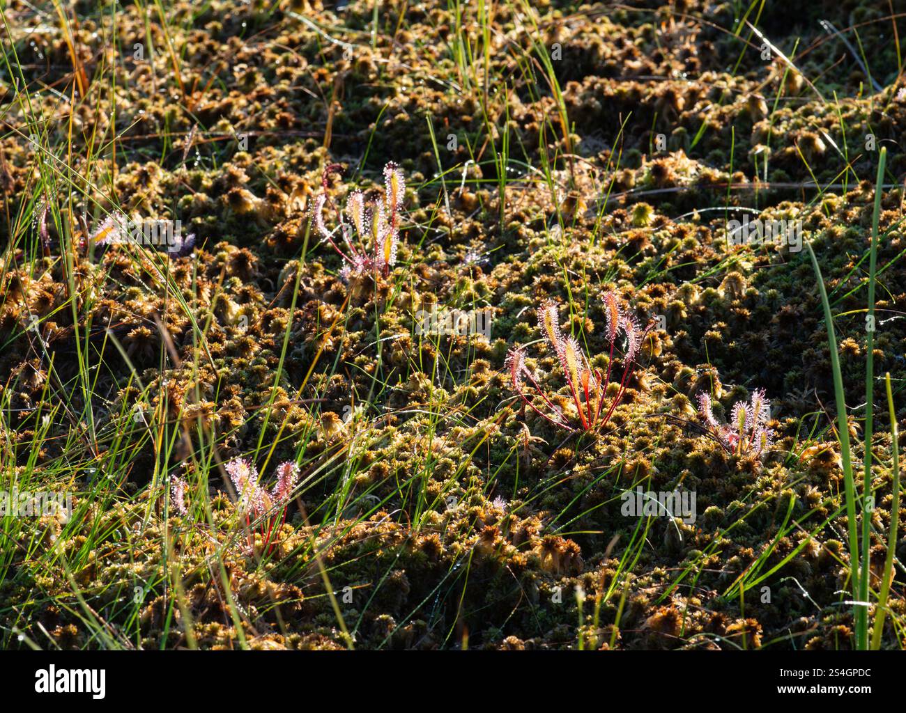 Carnivorous flowering plant english sundew (Drosera anglica) on a ...