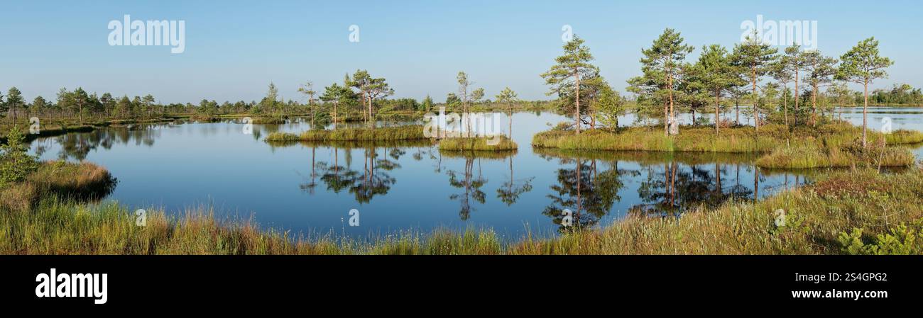 The huge sphagnum bog Yelnya in Belarus, a unique nature reserve Stock ...