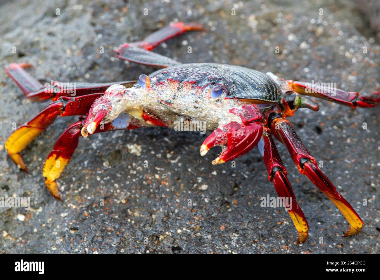 Comiendo mariscos hi-res stock photography and images - Alamy