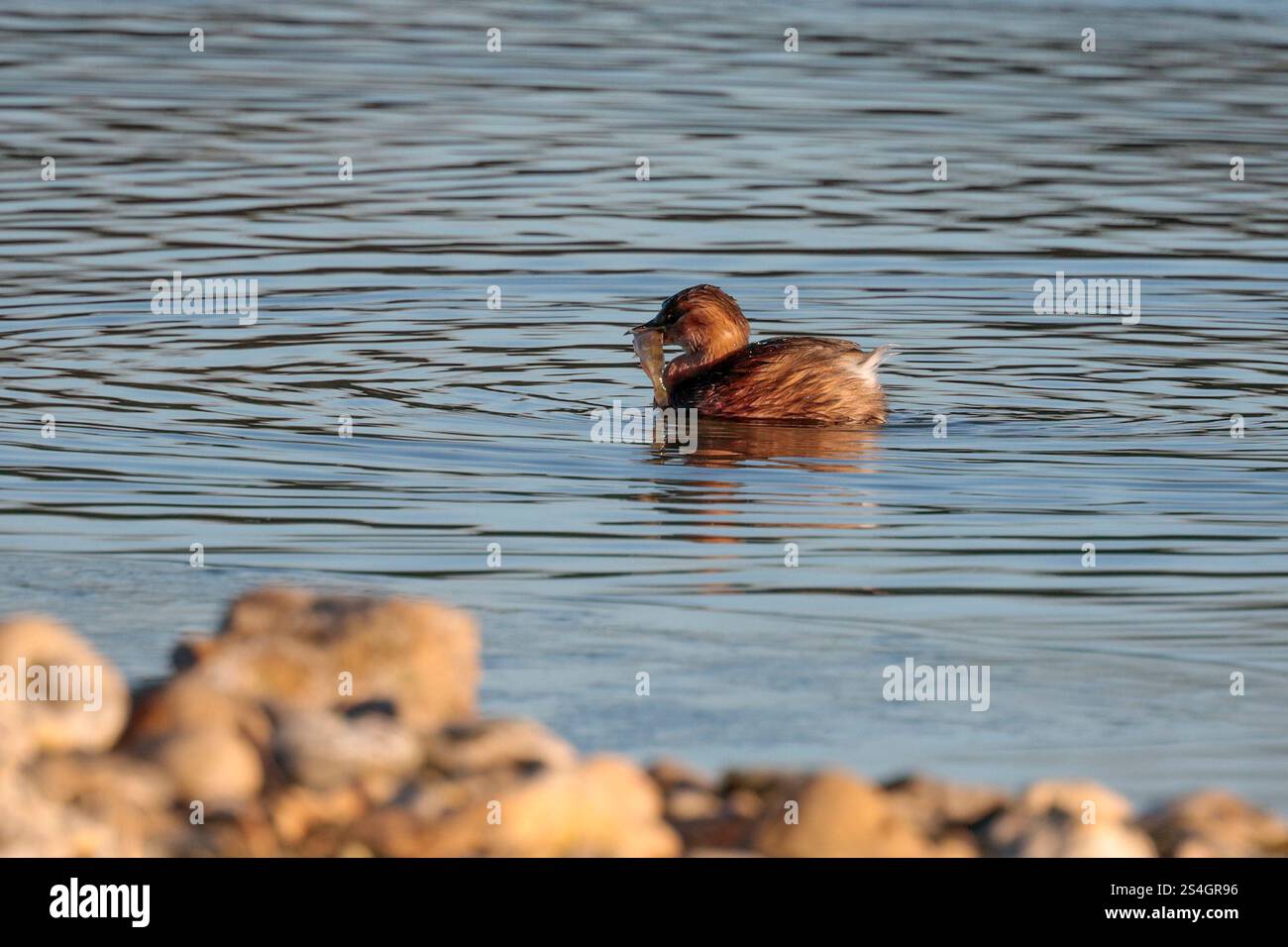 White powder puff plumes rear end hi-res stock photography and images ...