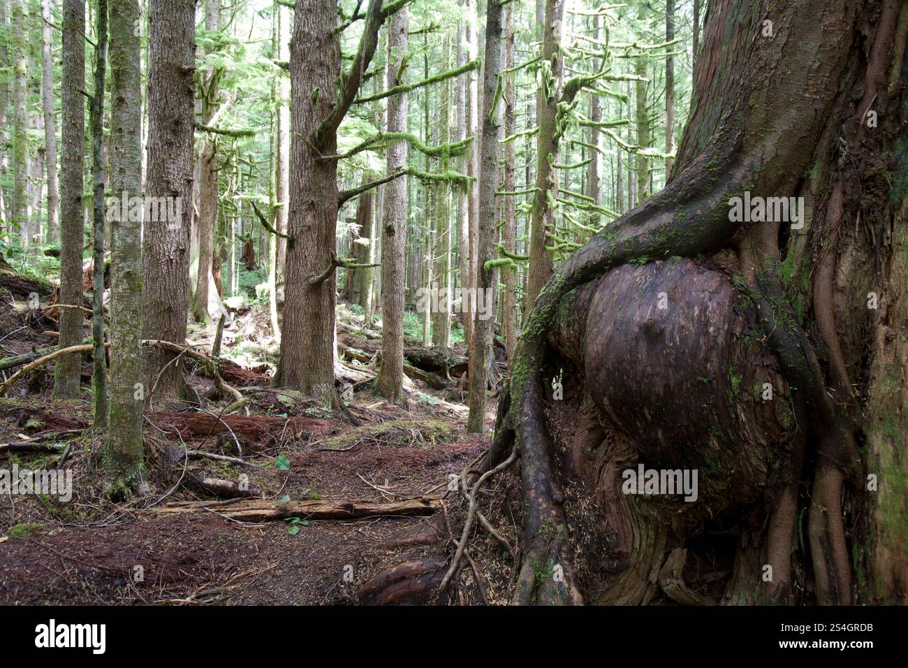 A large burl on a tree Stock Photo - Alamy