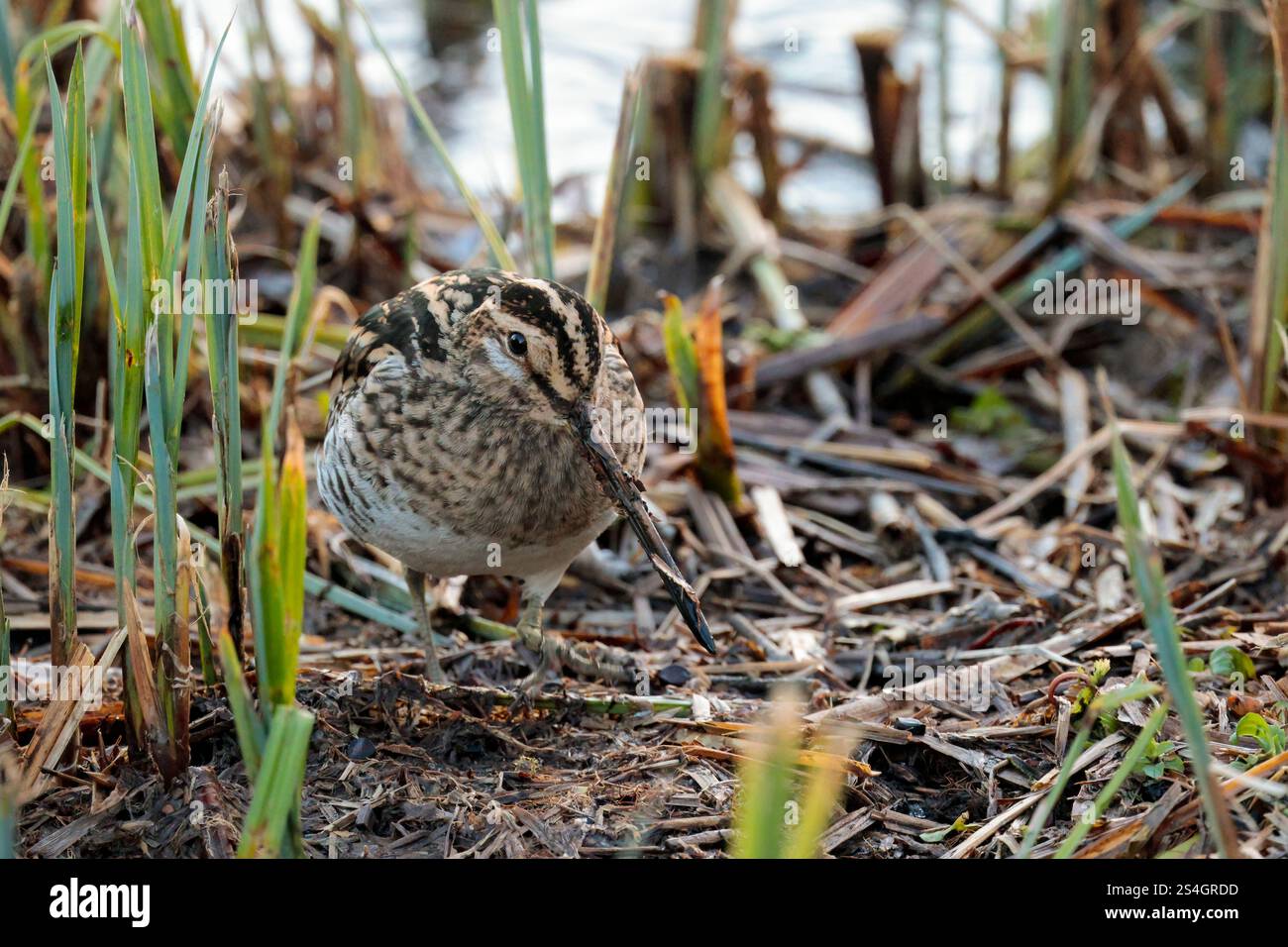 Snipe Gallinago x2 dumpy body very long straight bill buffish brown ...