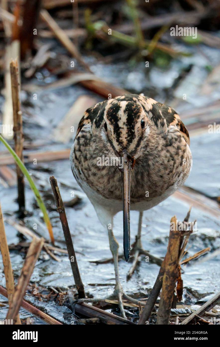 Snipe Gallinago x2 dumpy body very long straight bill buffish brown ...