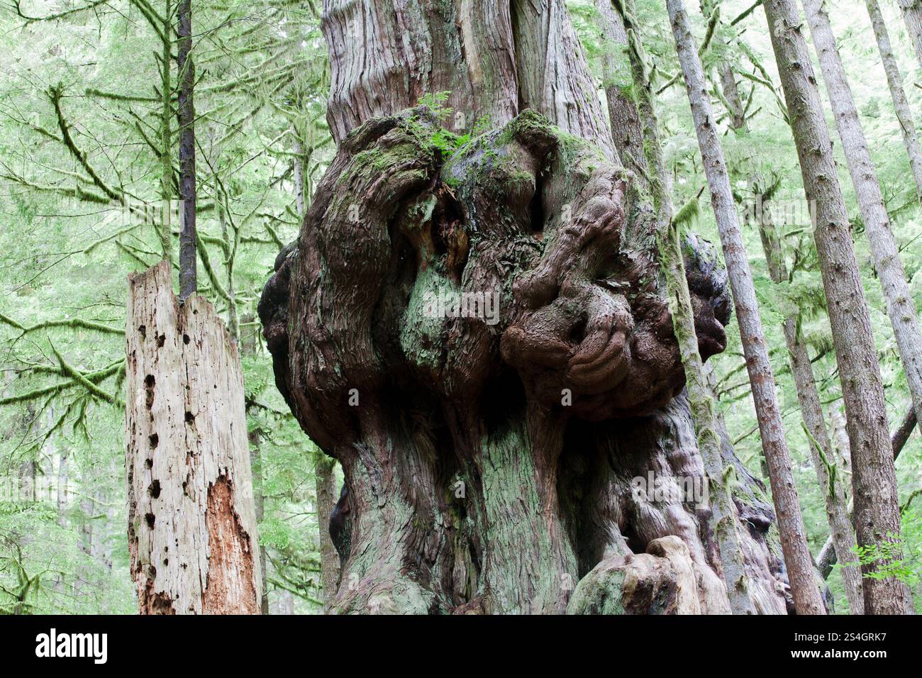 A large burl on a tree Stock Photo - Alamy
