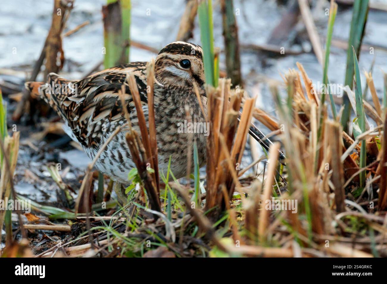 Snipe Gallinago x2 dumpy body very long straight bill buffish brown ...