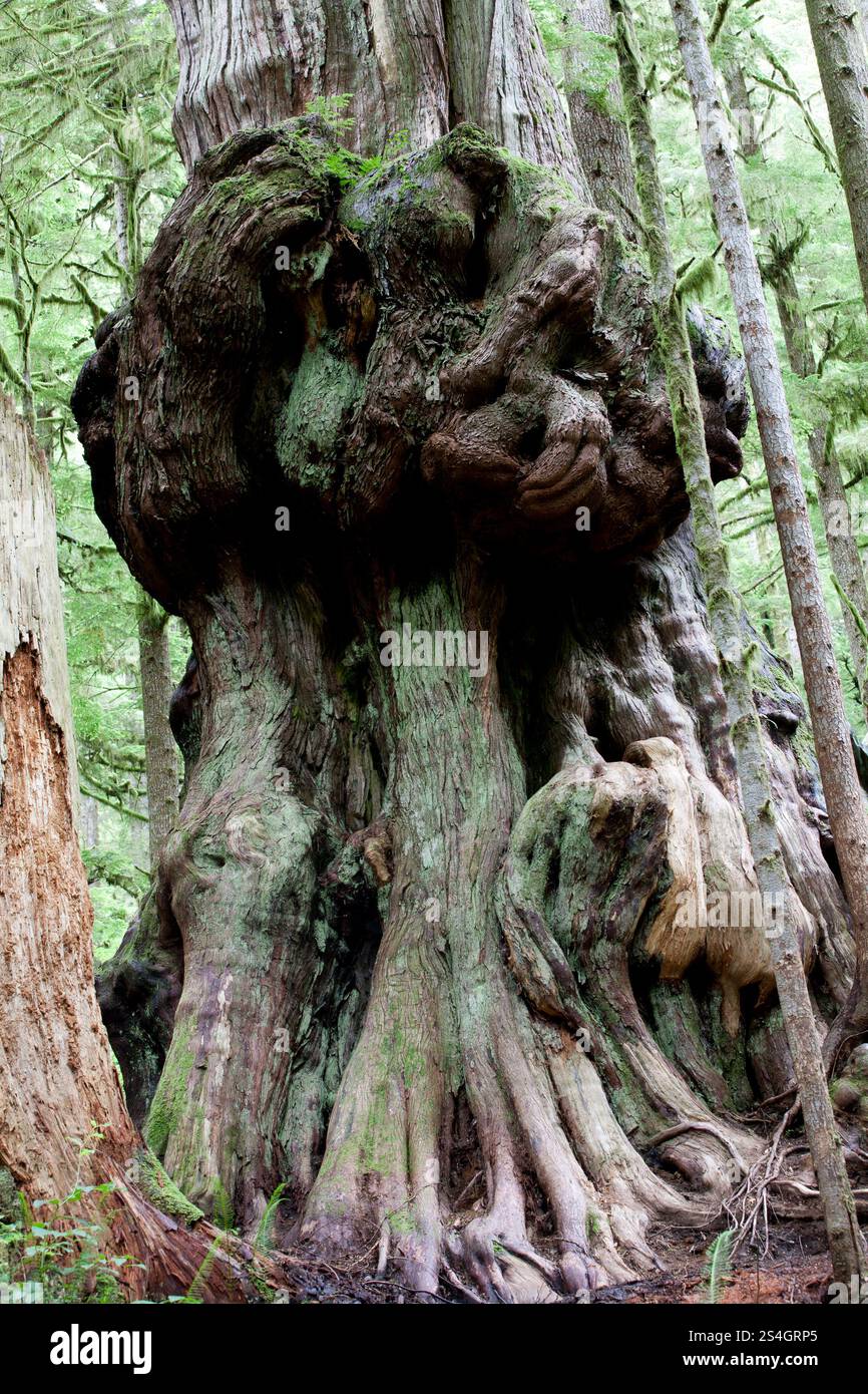 A large burl on a tree Stock Photo - Alamy