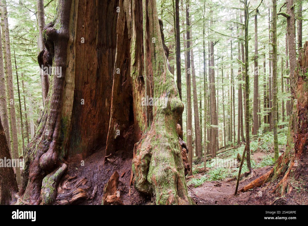 A large burl on a tree Stock Photo - Alamy