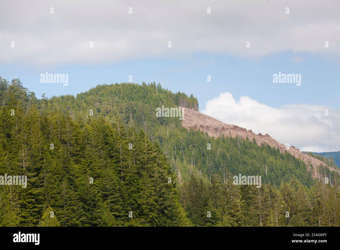 Clearcut forest in british columbia hi-res stock photography and images ...