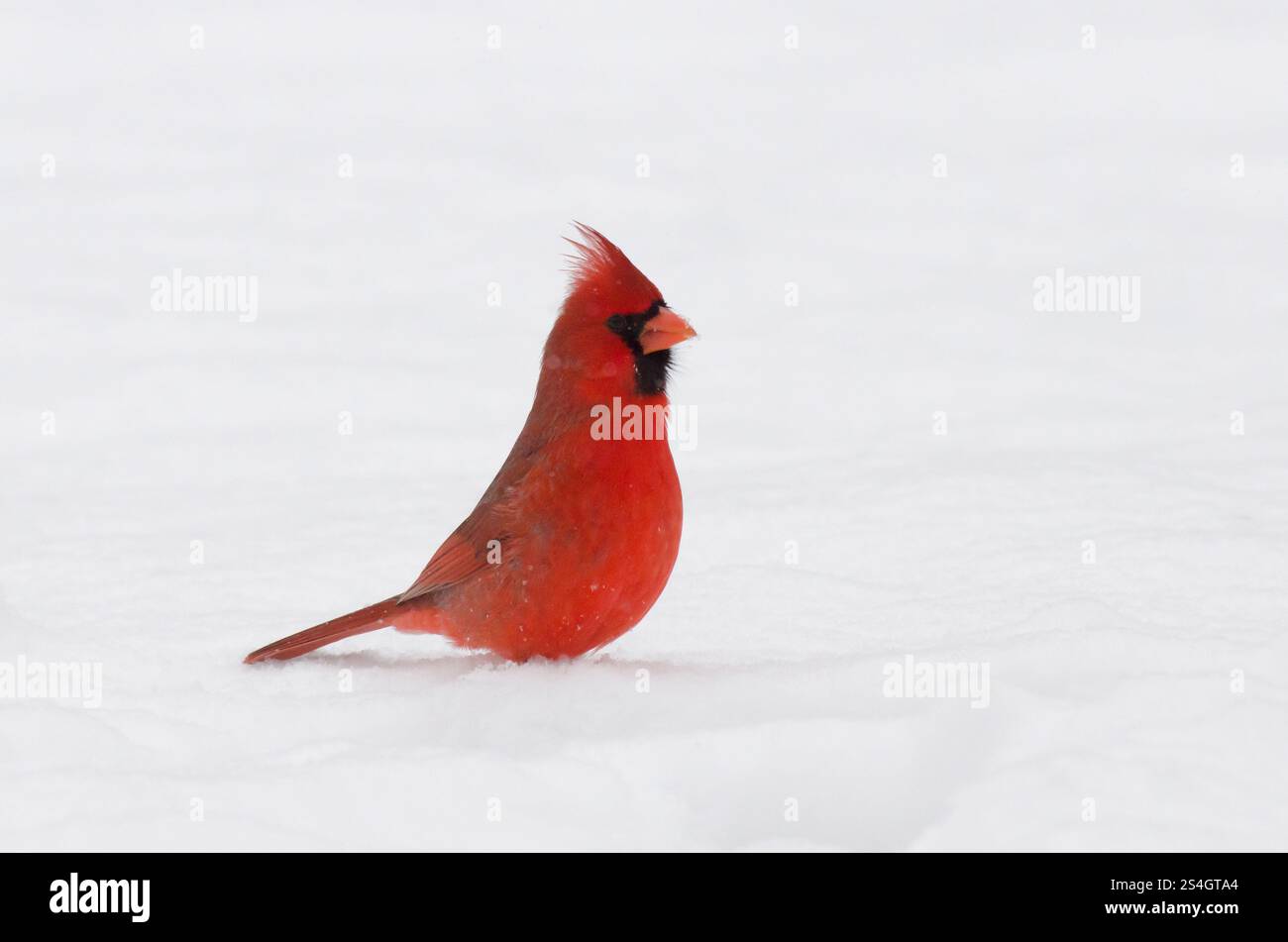 Northern Cardinal, Cardinalis cardinalis, male foraging on ground in ...