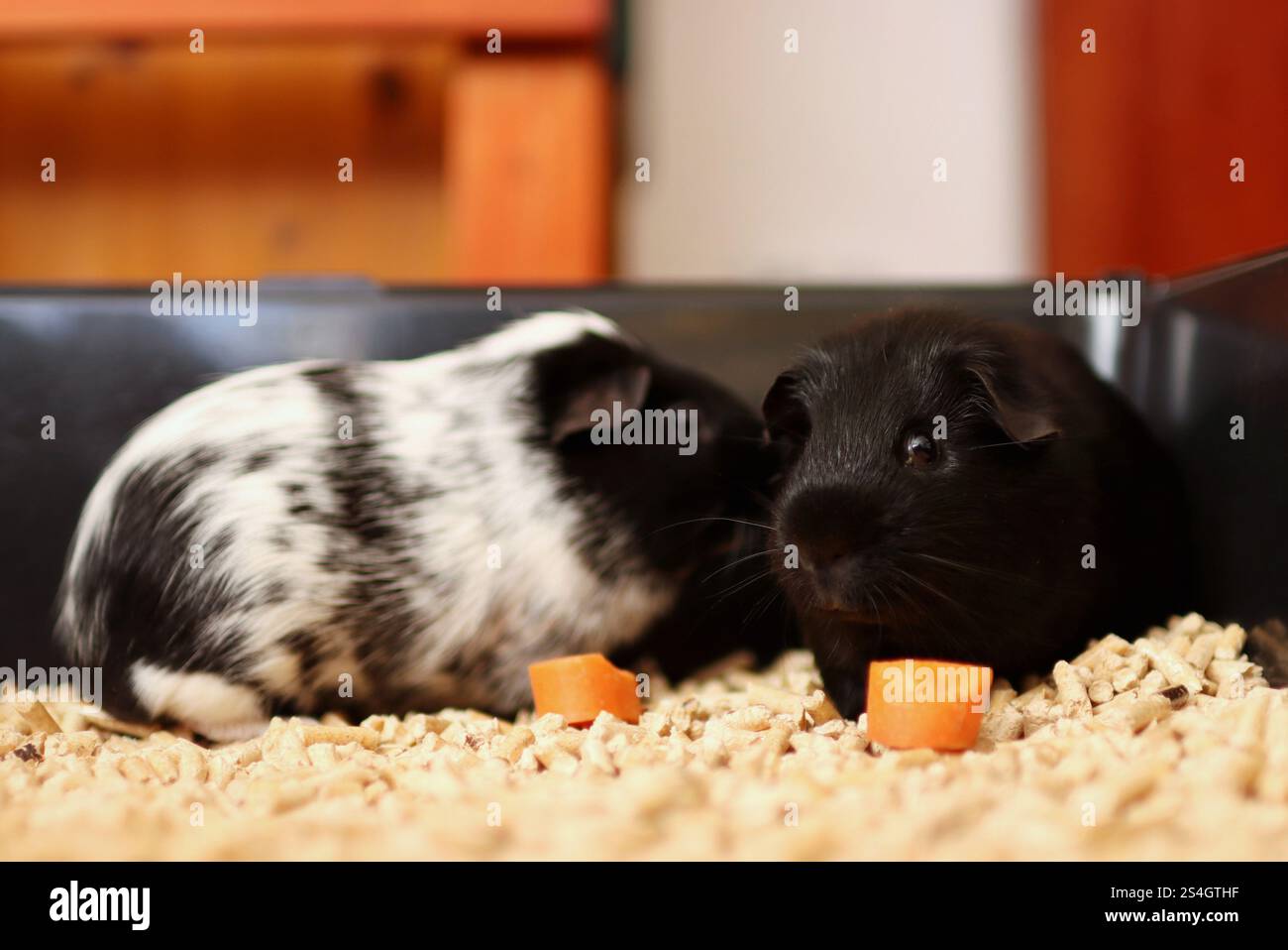 two guinea pigs eat a piece of carrot together. They are so hungry ...