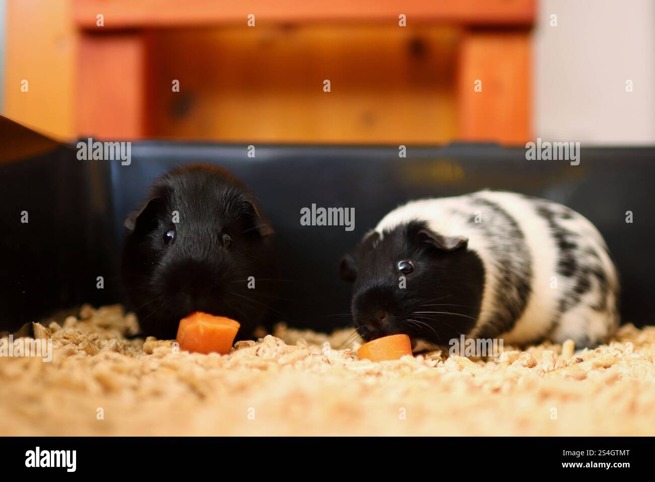 two guinea pigs eat a piece of carrot together. They are so hungry ...