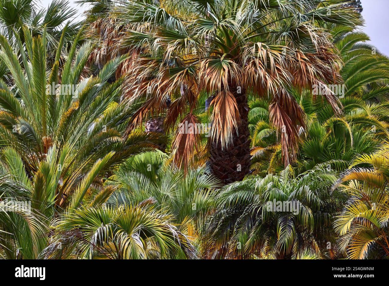 Lush Tropical Palm Trees in a Vibrant Green Garden Setting Stock Photo ...