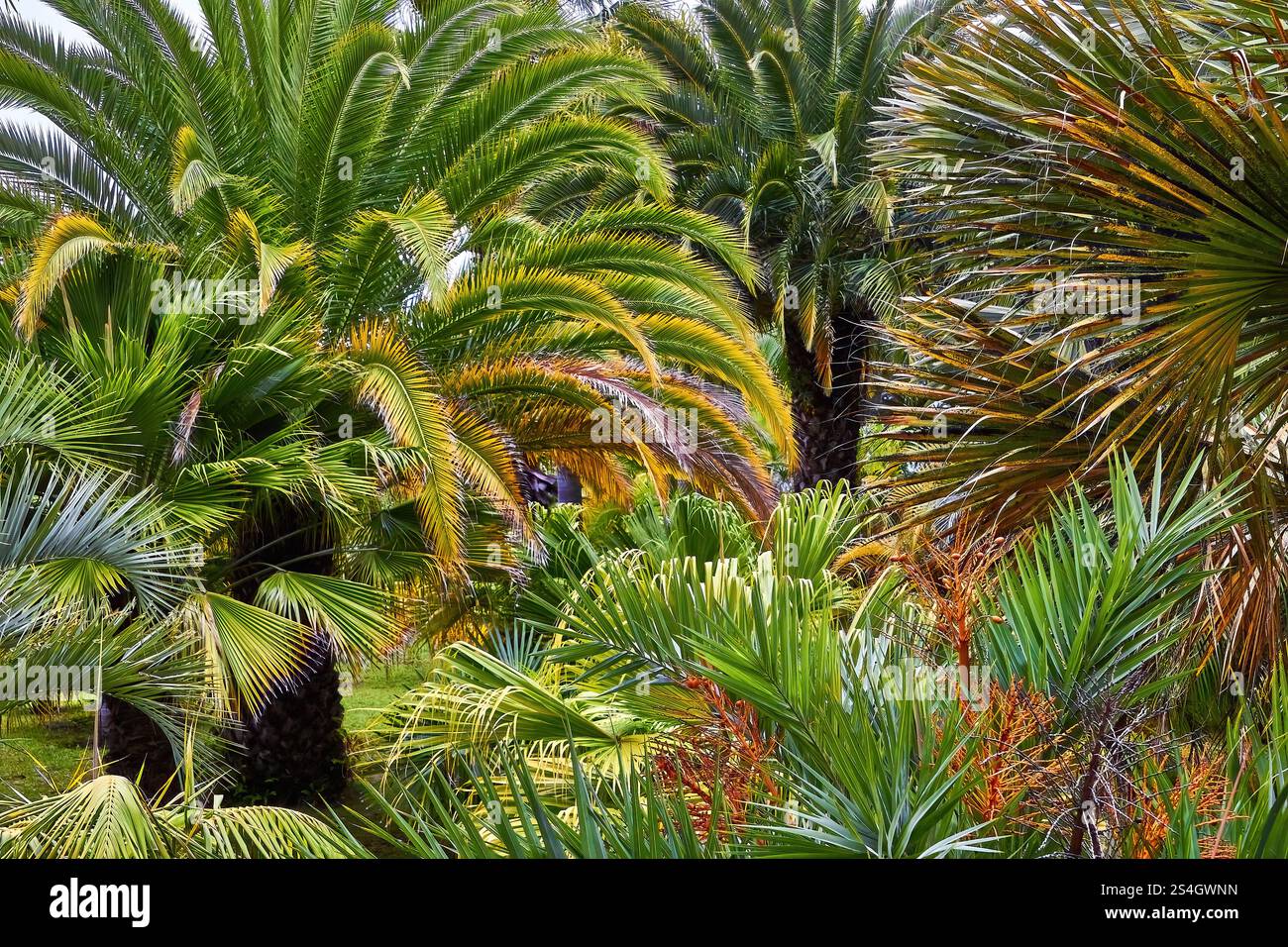 Lush Tropical Palm Trees in a Vibrant Green Garden Setting Stock Photo ...