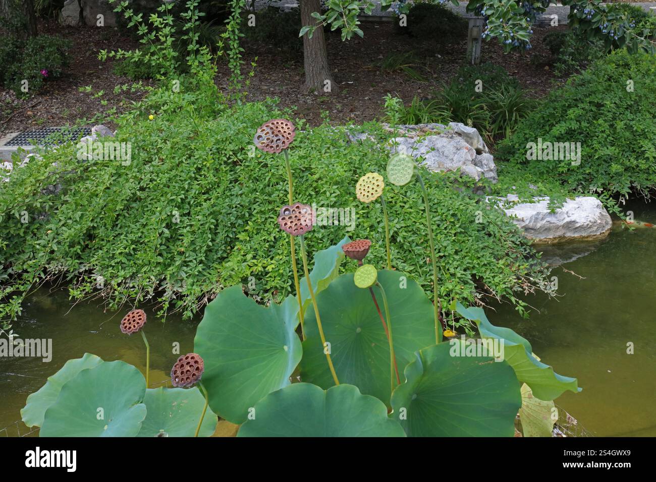 Indian Lotus plants, with many seedheads, floating in a pond lined by ...