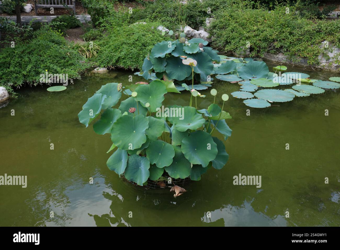 A pond filled with Indian Lotus plants, with one white flower and many ...