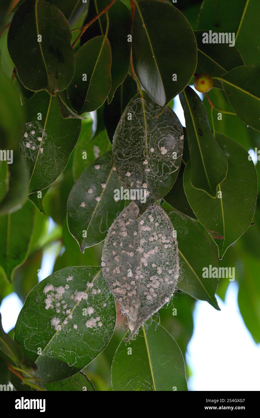 Whitefly vector vectors hi-res stock photography and images - Alamy