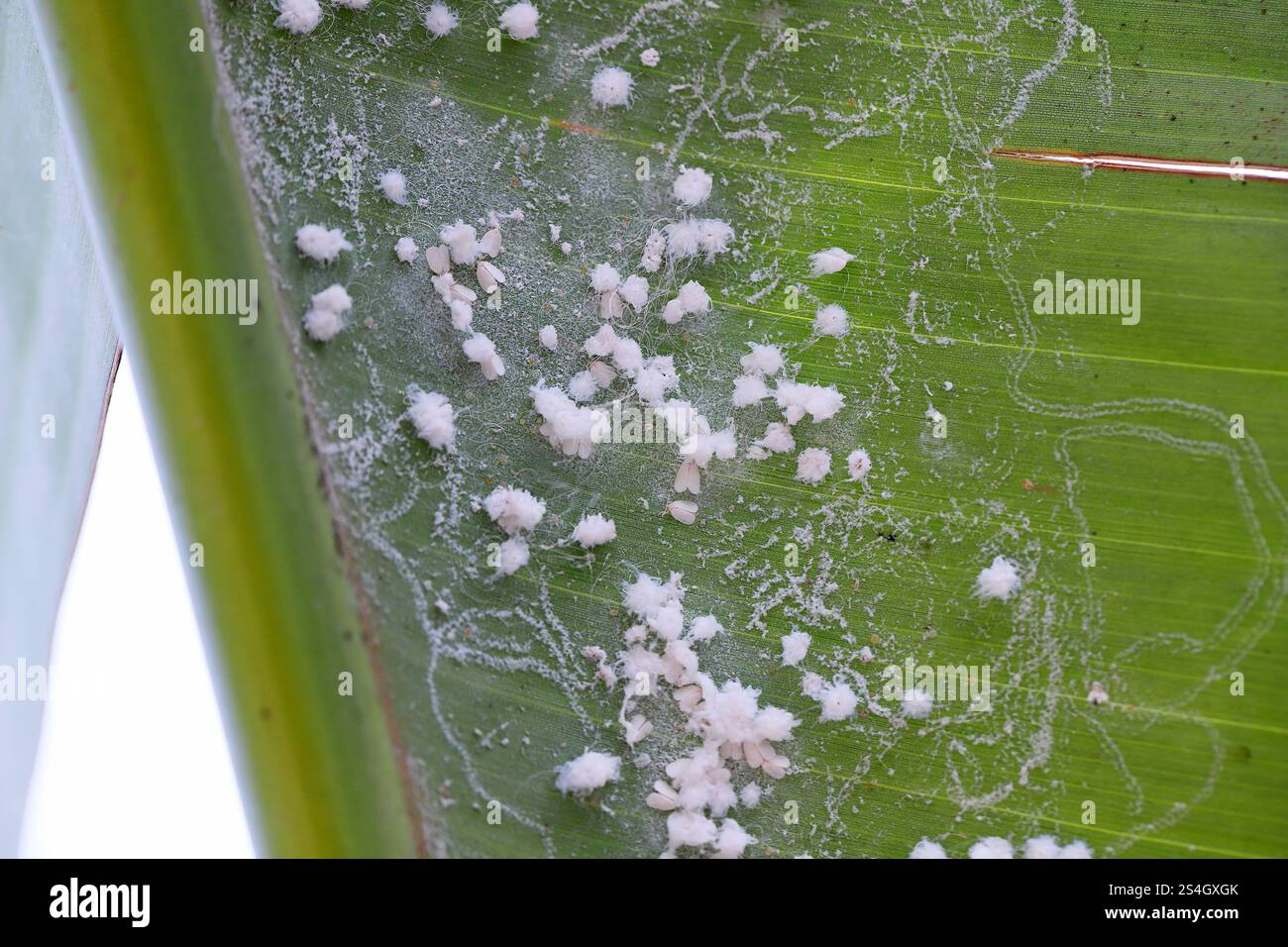 Infestation of whitefly on the underside of the leaf. Egg patterns ...