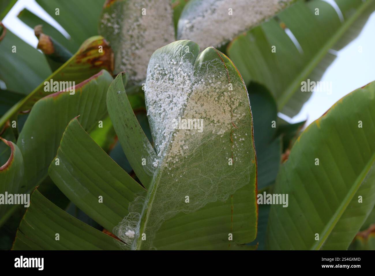 Infestation of whitefly on the underside of the leaf. Egg patterns ...