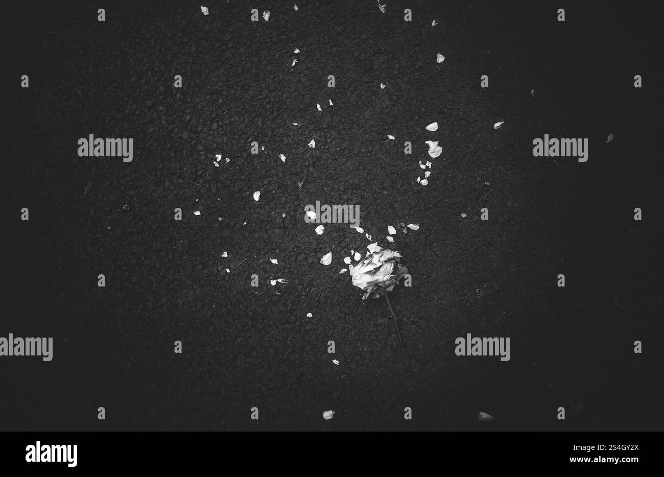 allen Rose with Scattered Petals on Asphalt in Black and Stock Photo ...