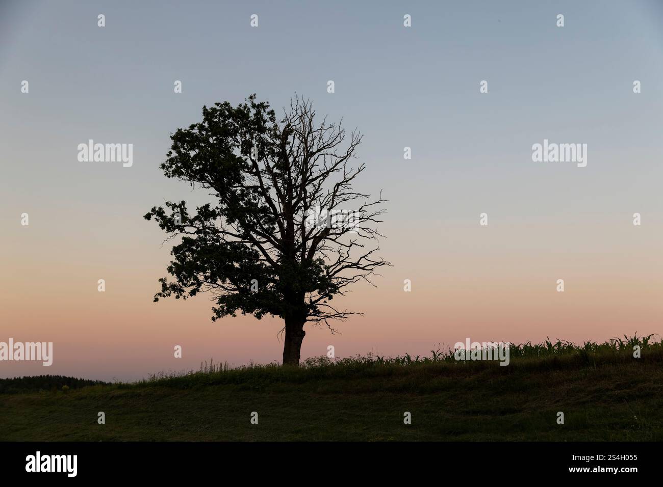 a half withered tree on a hill , sunset, a deciduous tree half of which ...