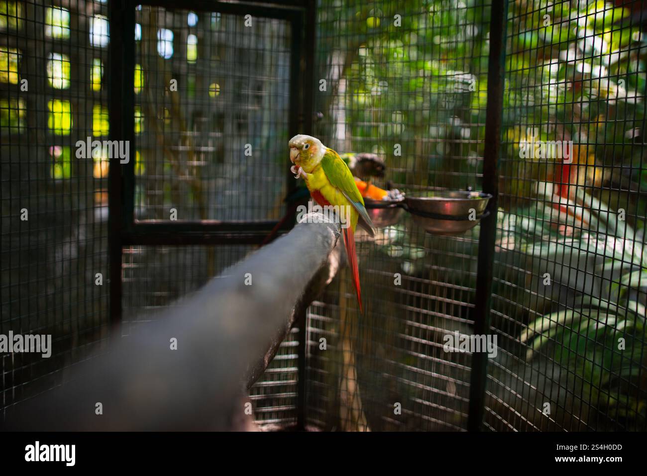 caged parrot at the zoo Stock Photo - Alamy