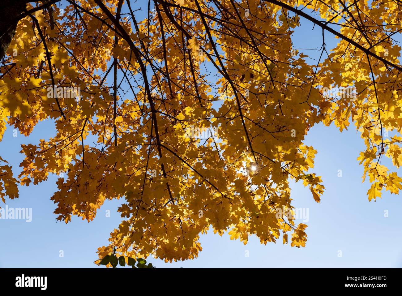 yellowing maple foliage before leaf fall Stock Photo - Alamy