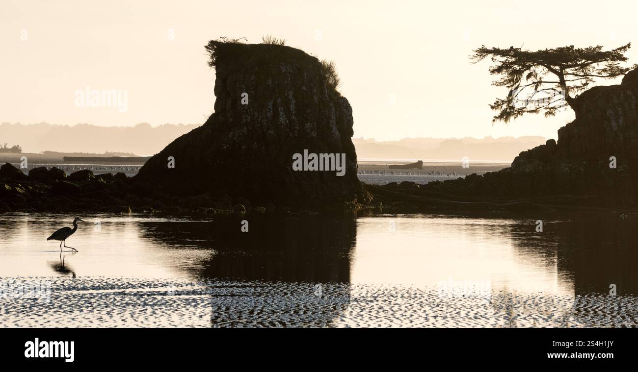 Great blue heron, Siletz Bay, Oregon Stock Photo - Alamy