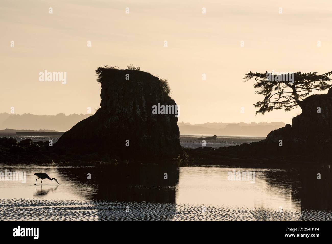 Great blue heron, Siletz Bay, Oregon Stock Photo - Alamy